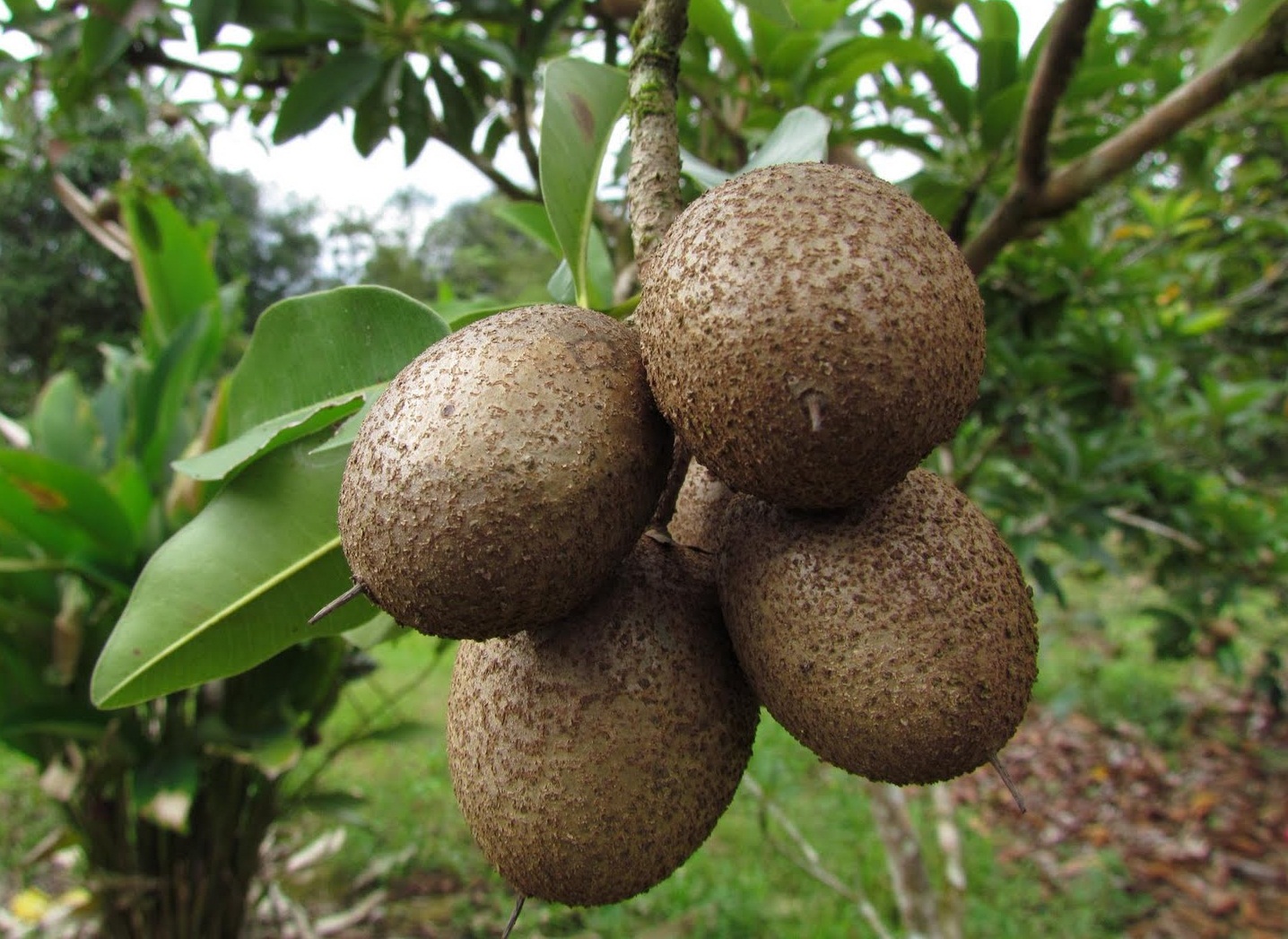 Buah Pohon Gaharu - Perumperindo.co.id