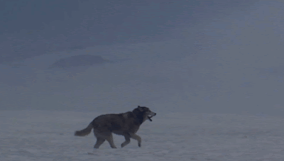 AKI GIFS: Wolf Running (Gif)