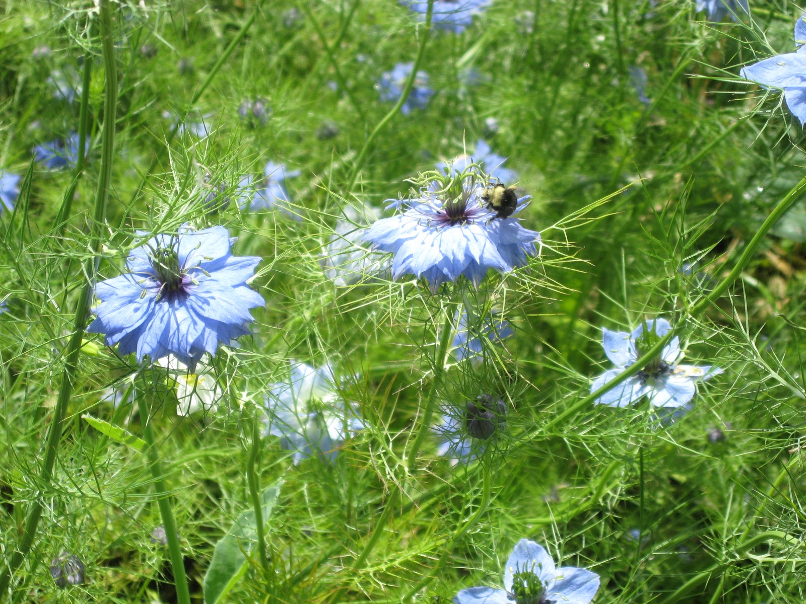 Strathcona Beekeepers' Library: Vancouver Bee Plants