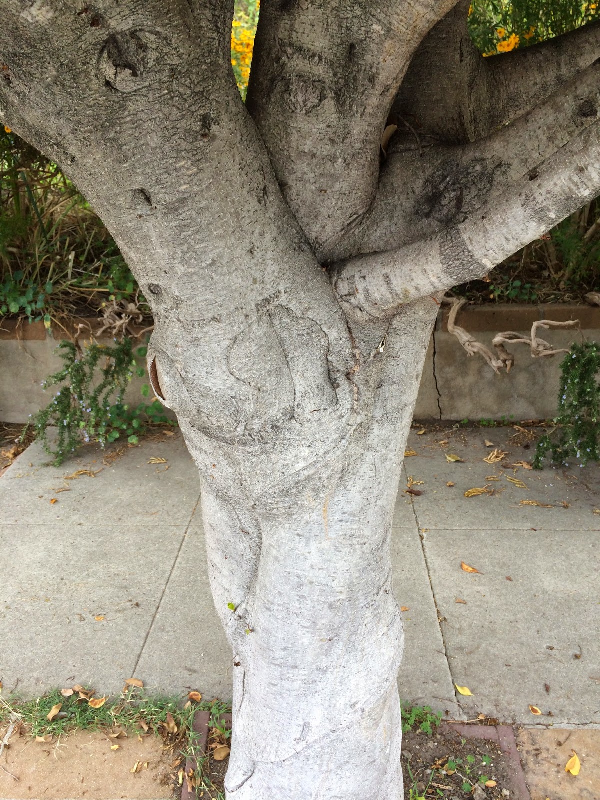 Trees of Santa Cruz County: Ficus microcarpa nitida - Indian Laurel