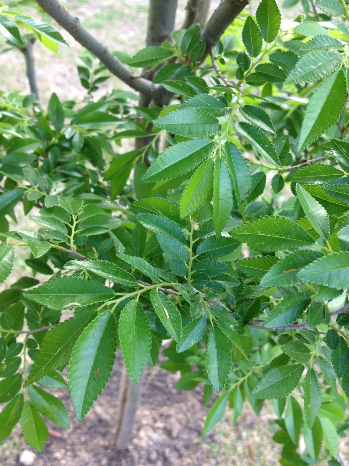 MARIETTE'S BACK TO BASICS: {Our Drake Elm - Ulmus parvifolia}