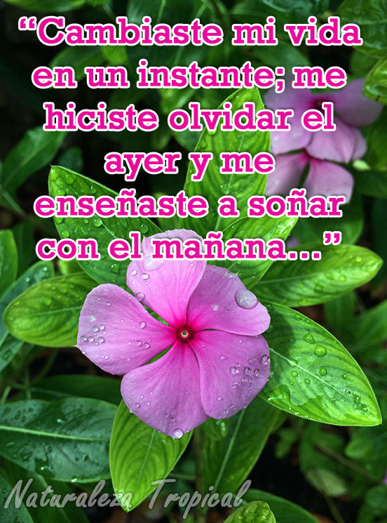 Frases De Amor Intenso E Verdadeiro