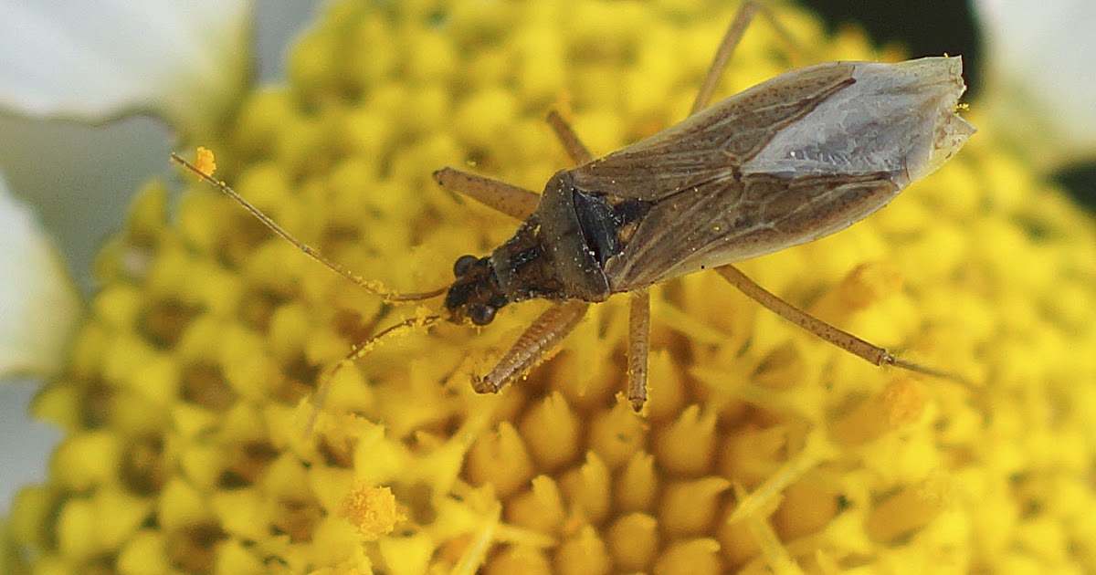 Fauna silvestre de Hormaza: Nabis (Nabis) rugosus