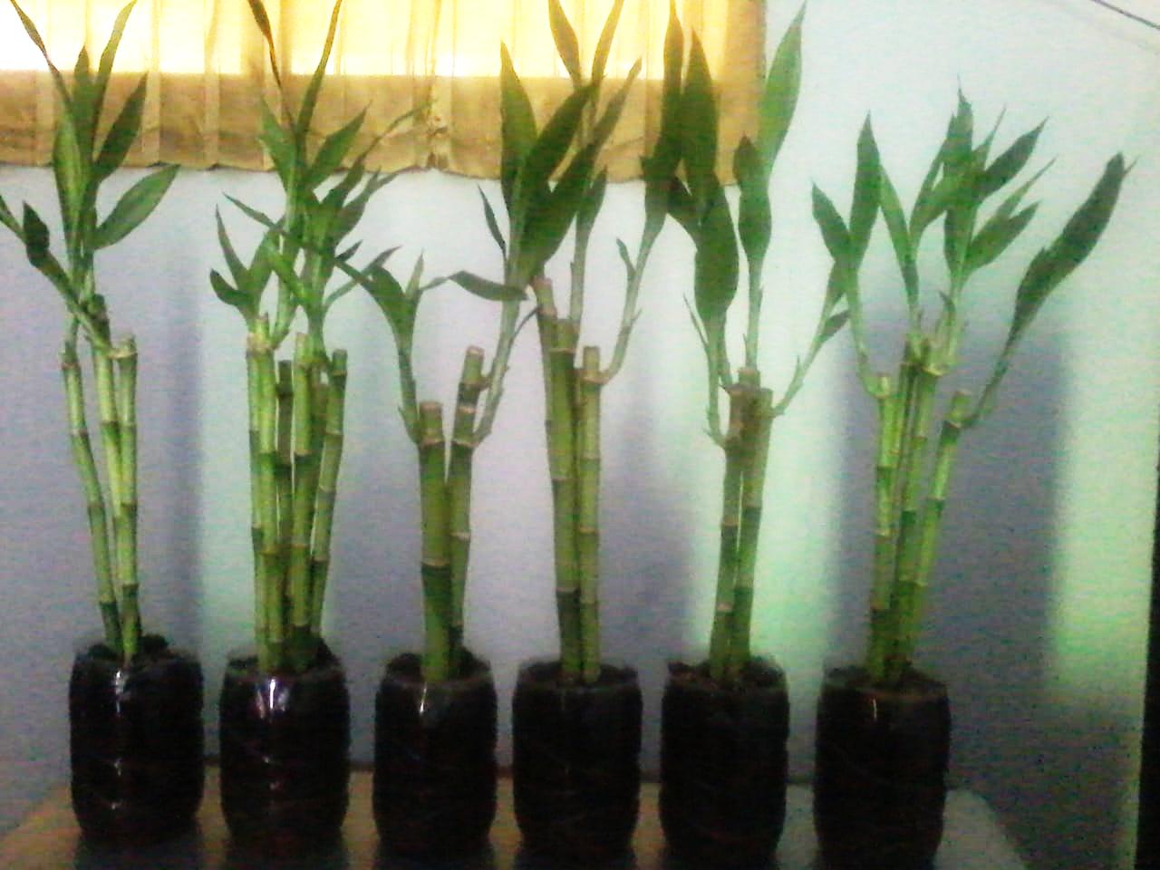 Cara Mudah Menanam Bambu Hoki Di Rumah - INFOSHARE13
