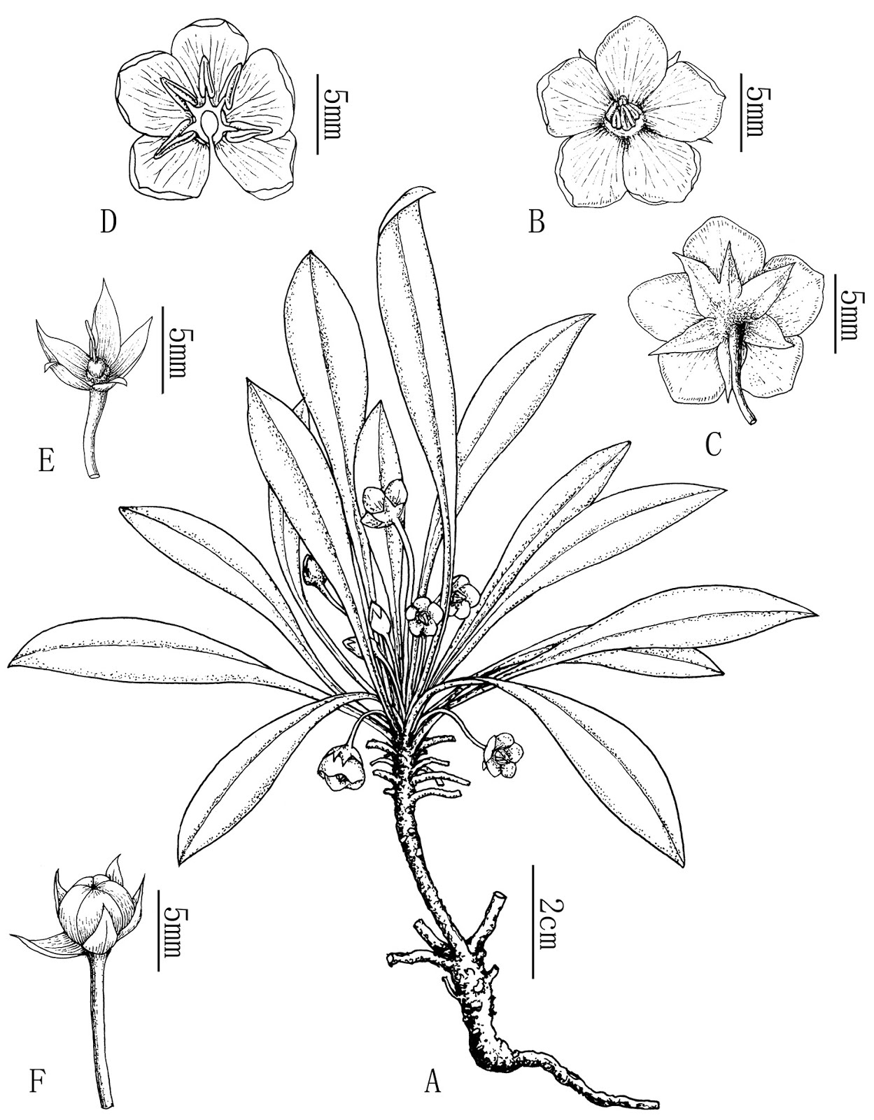 Species New to Science: [Botany • 2019] Lysimachia fanii • A New ...