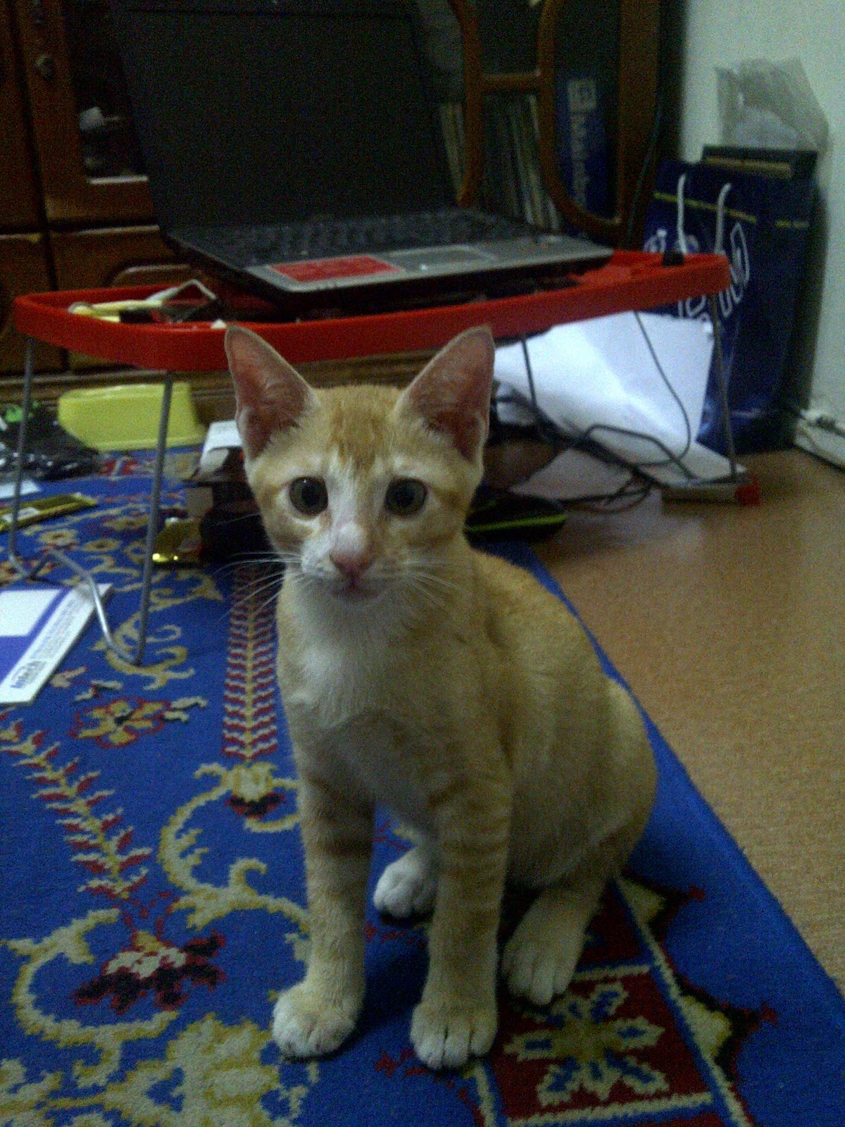 Babyarisha: Today story: Kucing saya