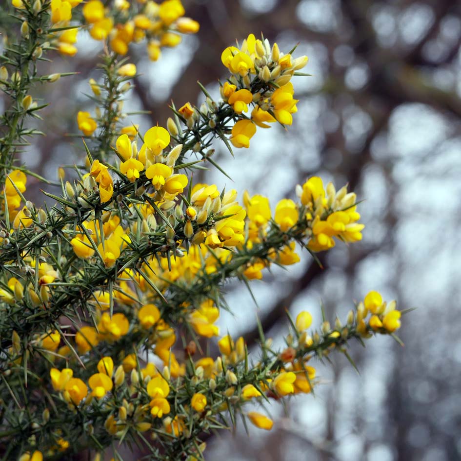 Auckland Park Natural History: Gorse, Ulex europaeus
