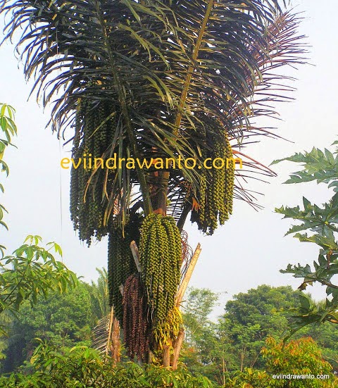 FRUITSZOOM GALLERY: GAMBAR BUAH POHON NIRA (ENAU)