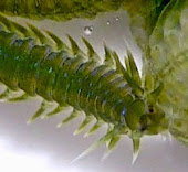 Rafael Microfauna Marina: Cymopolia barbata (Algas verdes)