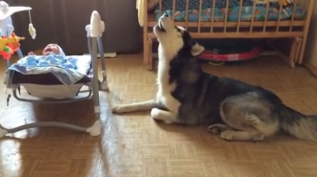 White Wolf : Heartwarming Moment when a Husky's Howls Lull a Crying ...