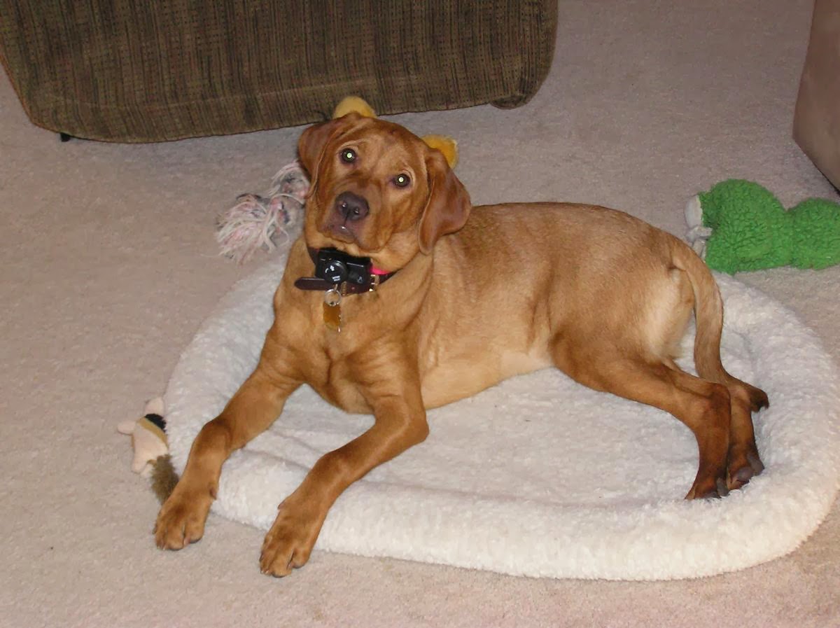 Labrador Retriever AKC Yellow and Fox Red with Black Nose and Lips ...