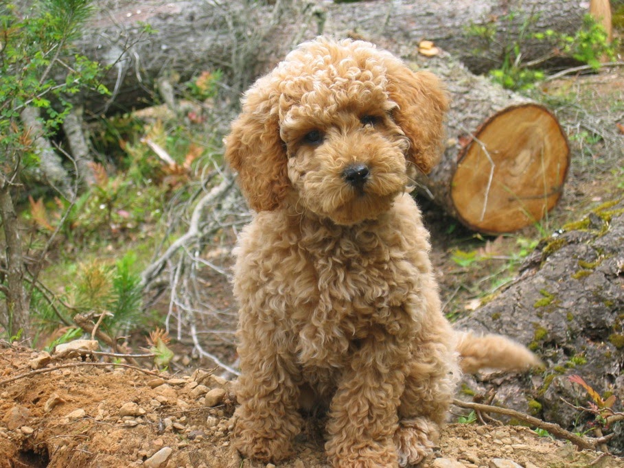 Australijski labradoodle | Psia Rada: Encyklopedia o psach