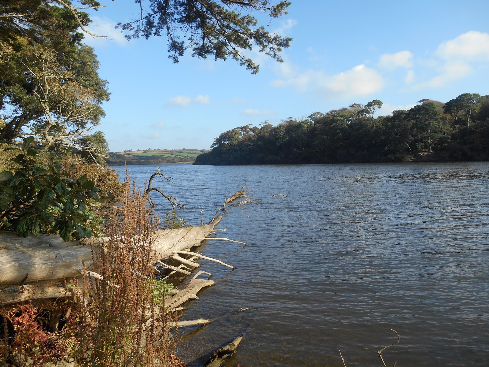 Nature Notes and Observations: Penrose Estate, Loe Pool to Loe Bar