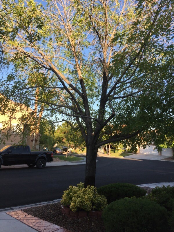 Xtremehorticulture of the Desert: Ash Decline Disease Looks Like Drought