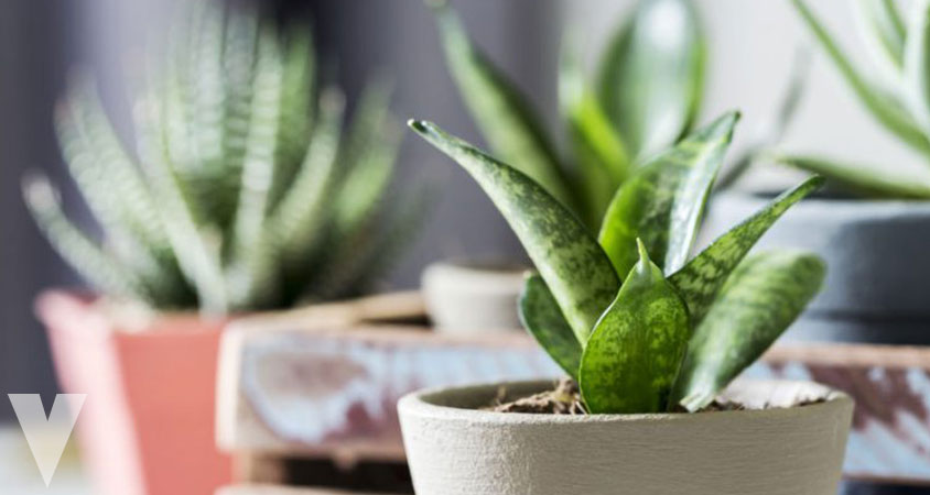 These 4 Plants For Your Room Will Cure Insomnia and also Sleep Apnea