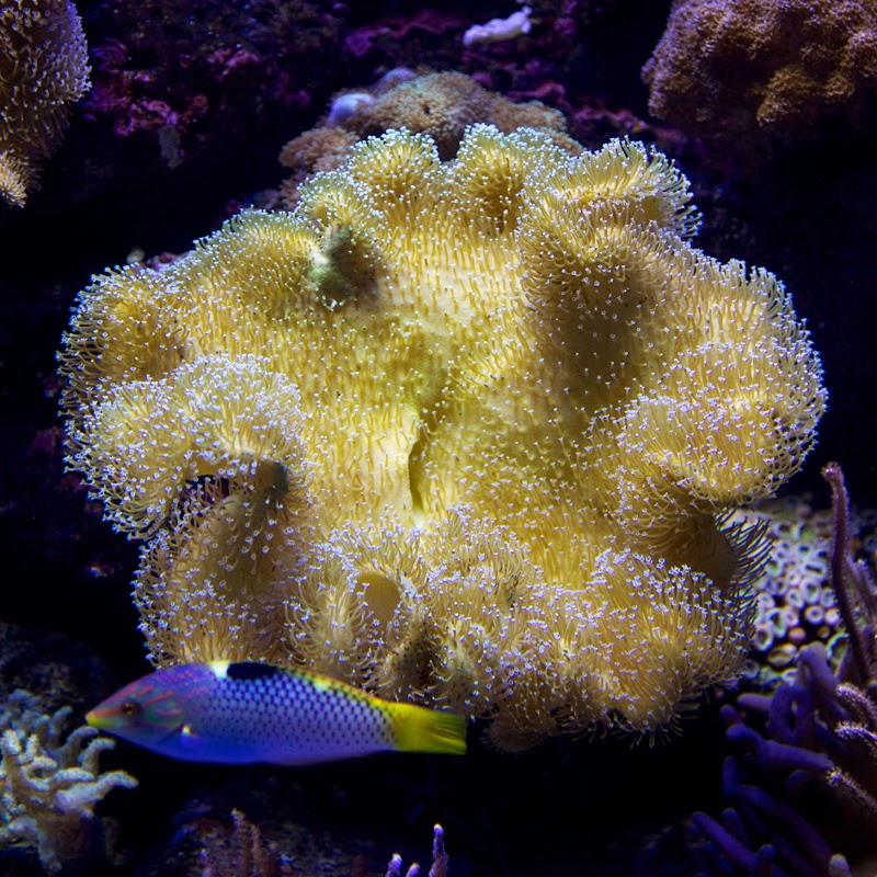 Experience Marine Life in a Big Fish Tank - Jefz Lim Photography Blog