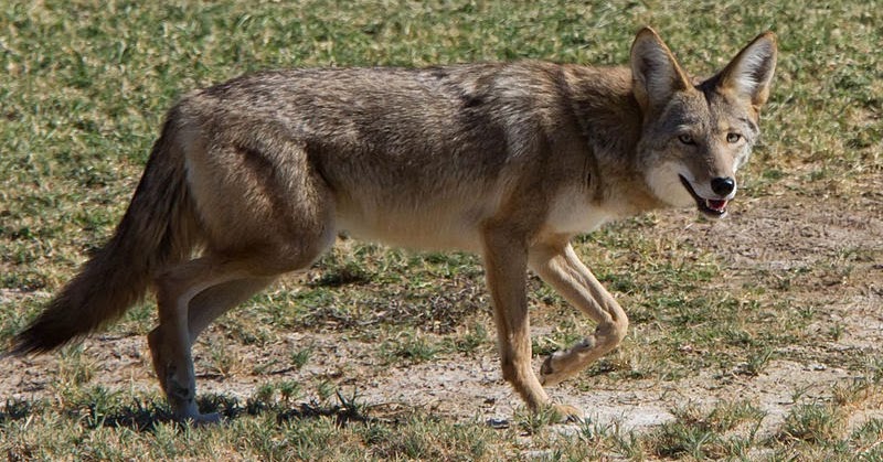 Variety of Life: Canis