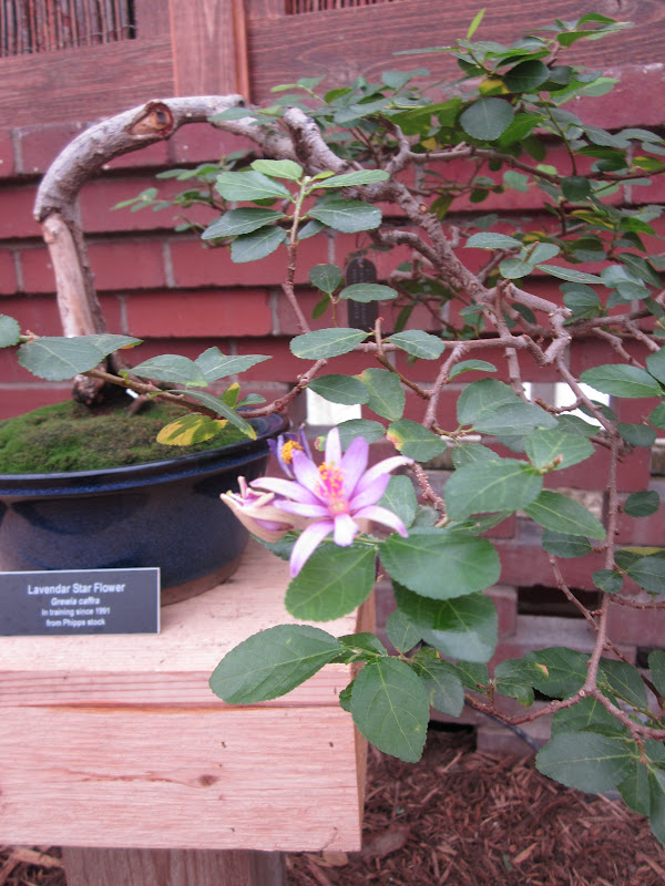 Garden Discoveries: Bonsai Bonanza
