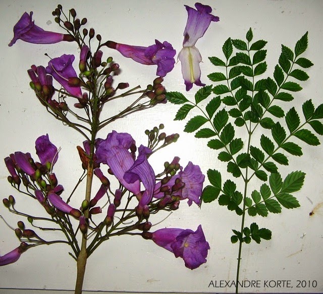 霧島ツツジ日記: ジャカランダ：Jacaranda puberula （carobinha, caroba ）露地で開花