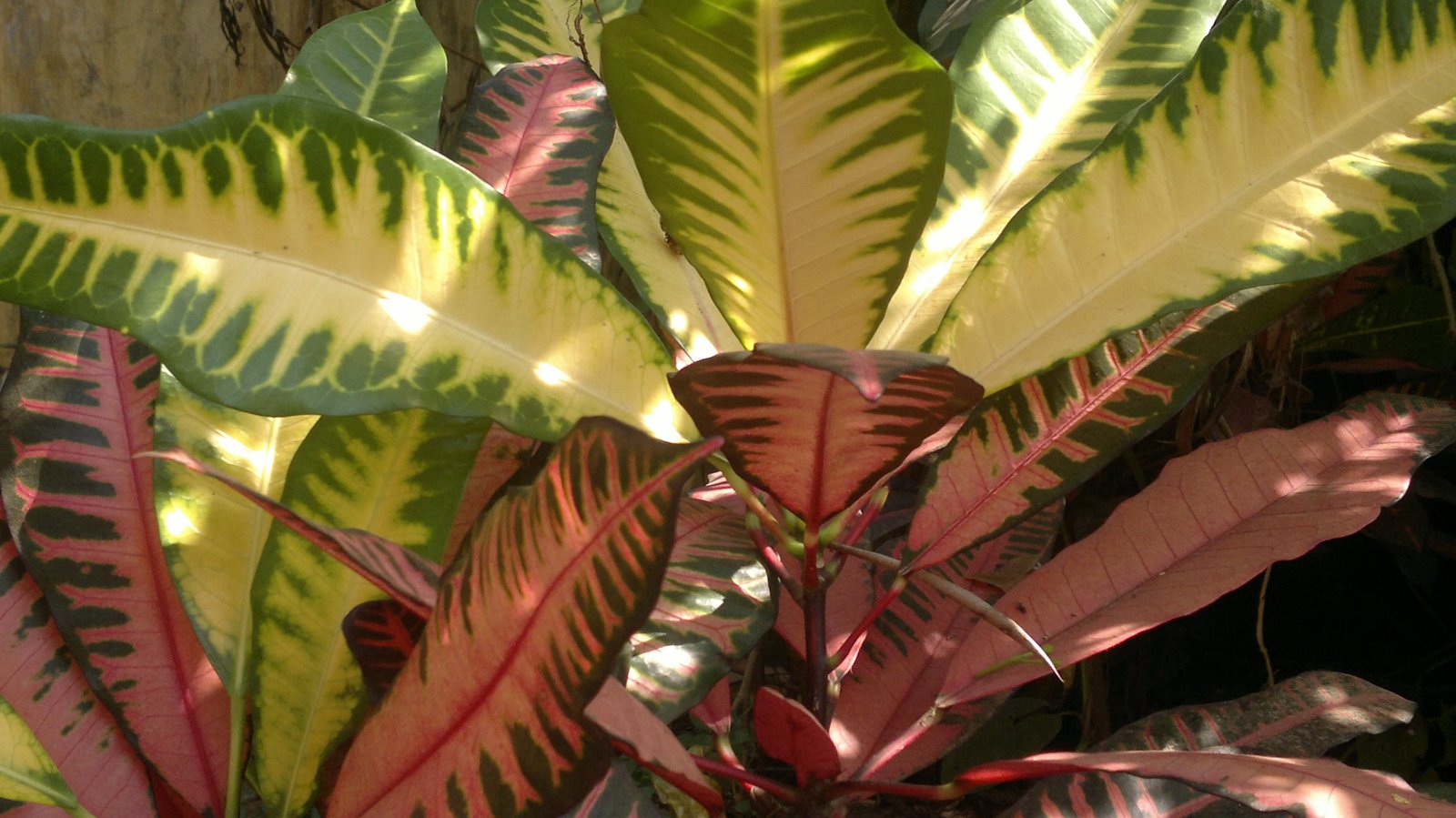 My Pictures Blog: Patabahar