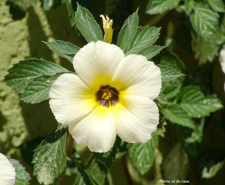 Planta cá de casa: Turnera