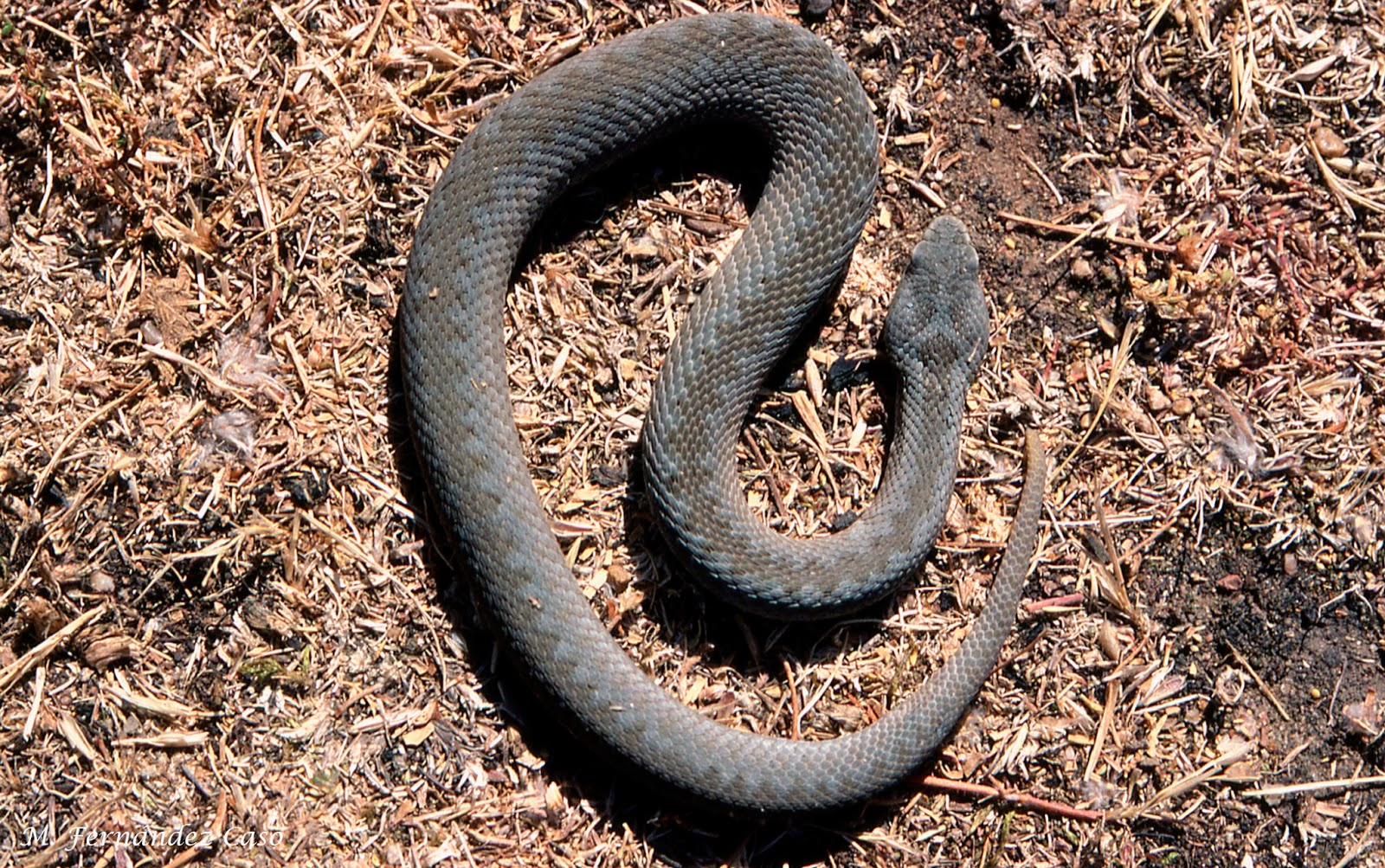 Clínica Veterinaria 20 de Abril: Víboras