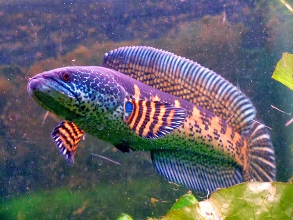 GABUS SUMATERA COCOK UNTUK IKAN HIAS - CARA BUDIDAYA