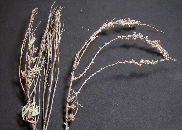 Nature Abhors a Garden: Gray Shrubs