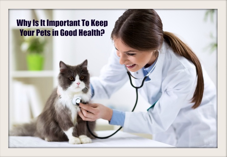 Why Is It Important To Keep Your Pets in Good Health? - World Informs