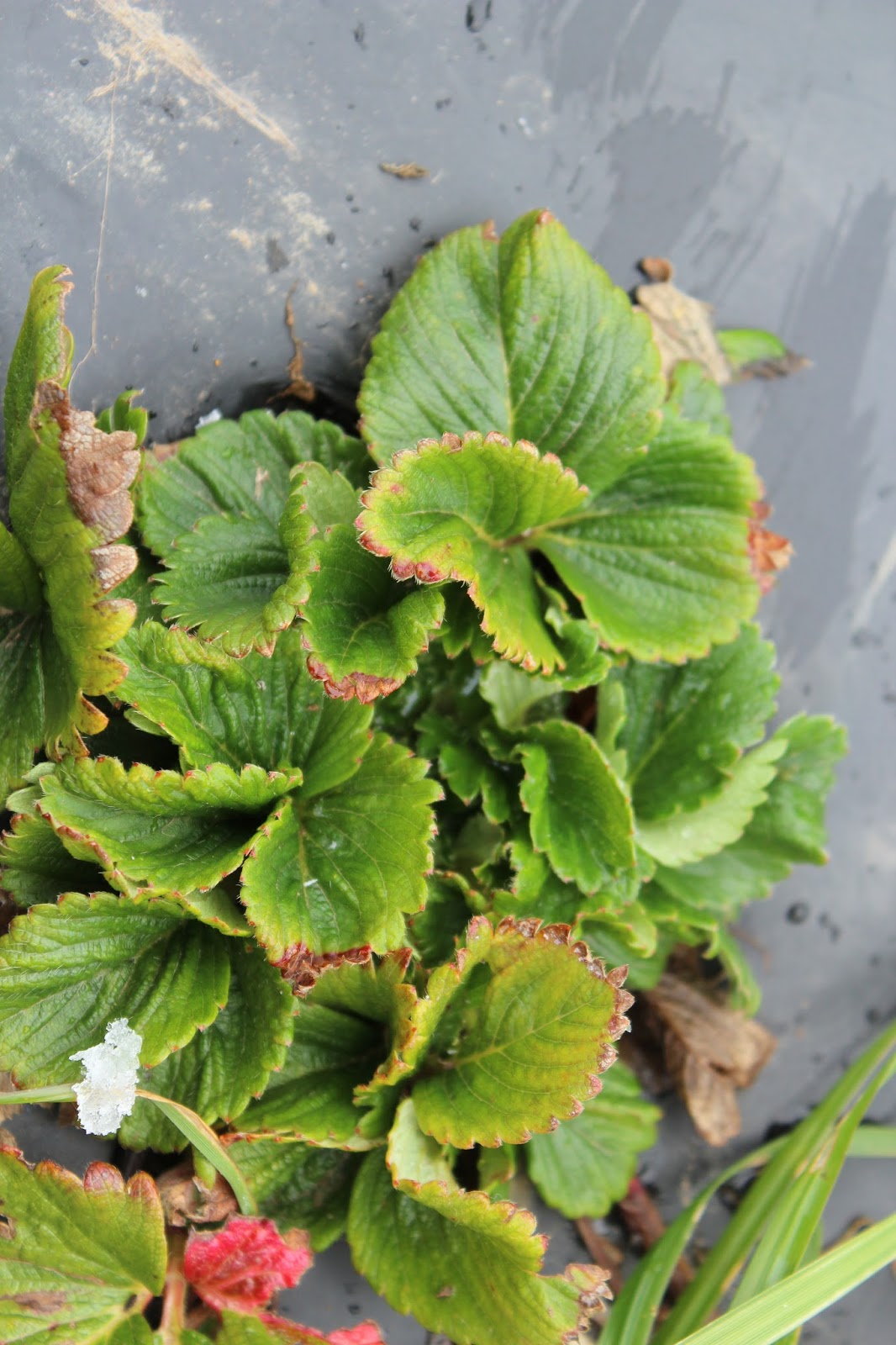 UK - Diseases of Fruit Crops & Ornamentals: Two New Strawberry Viruses ...