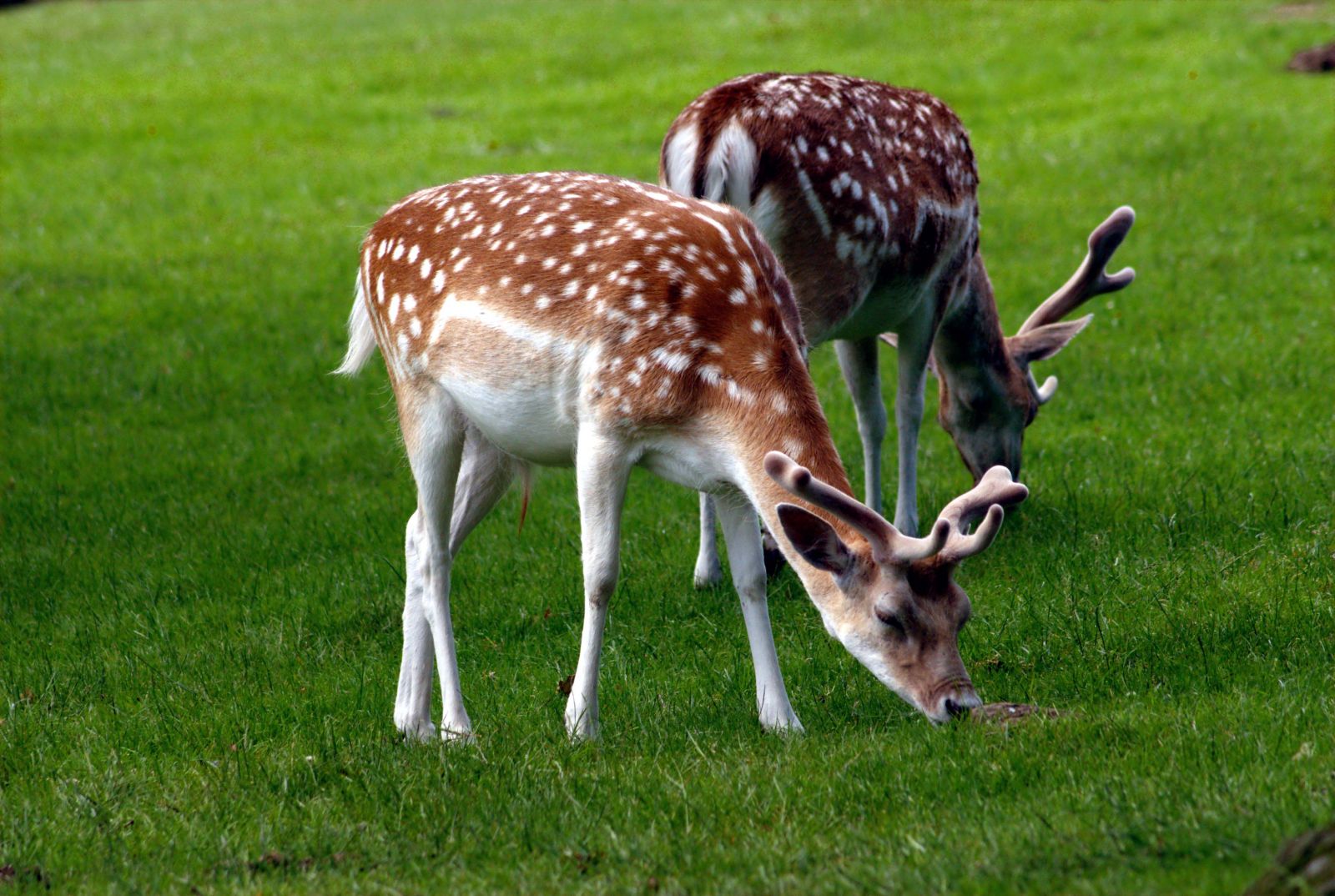 Deer Biography and all details of Dear