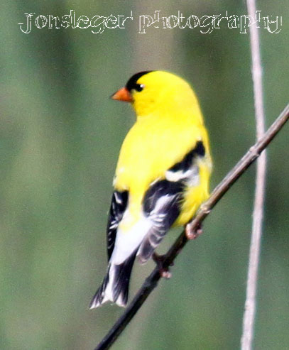 Northern Illinois Birder: American Goldfinch