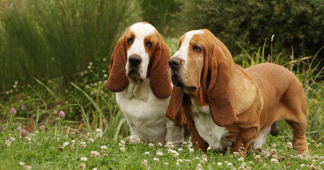 Psy rasy Basset Hound | Na psim tropie