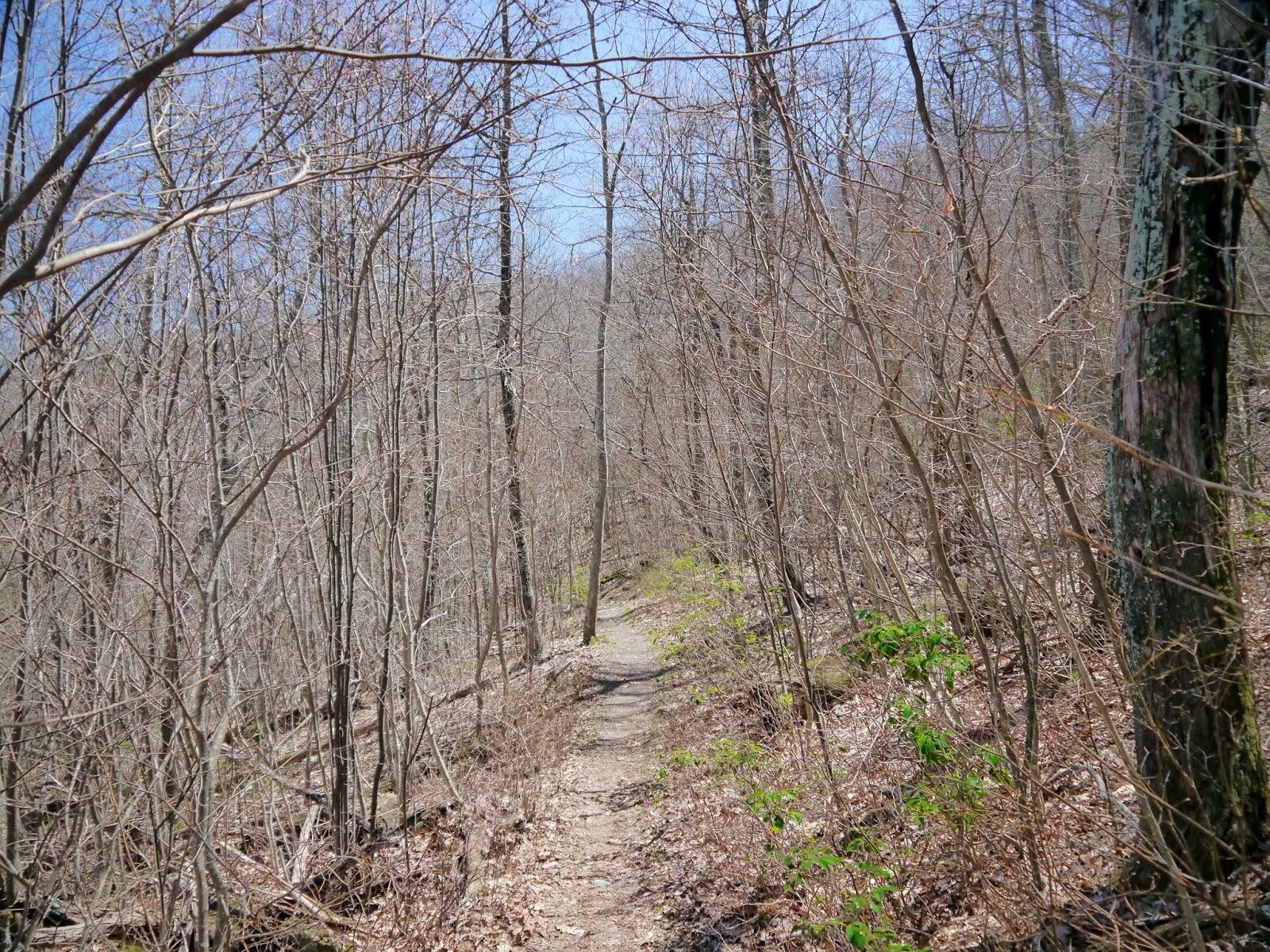 American Travel Journal: Wildcat Ridge Trailhead to Riprap Trailhead ...