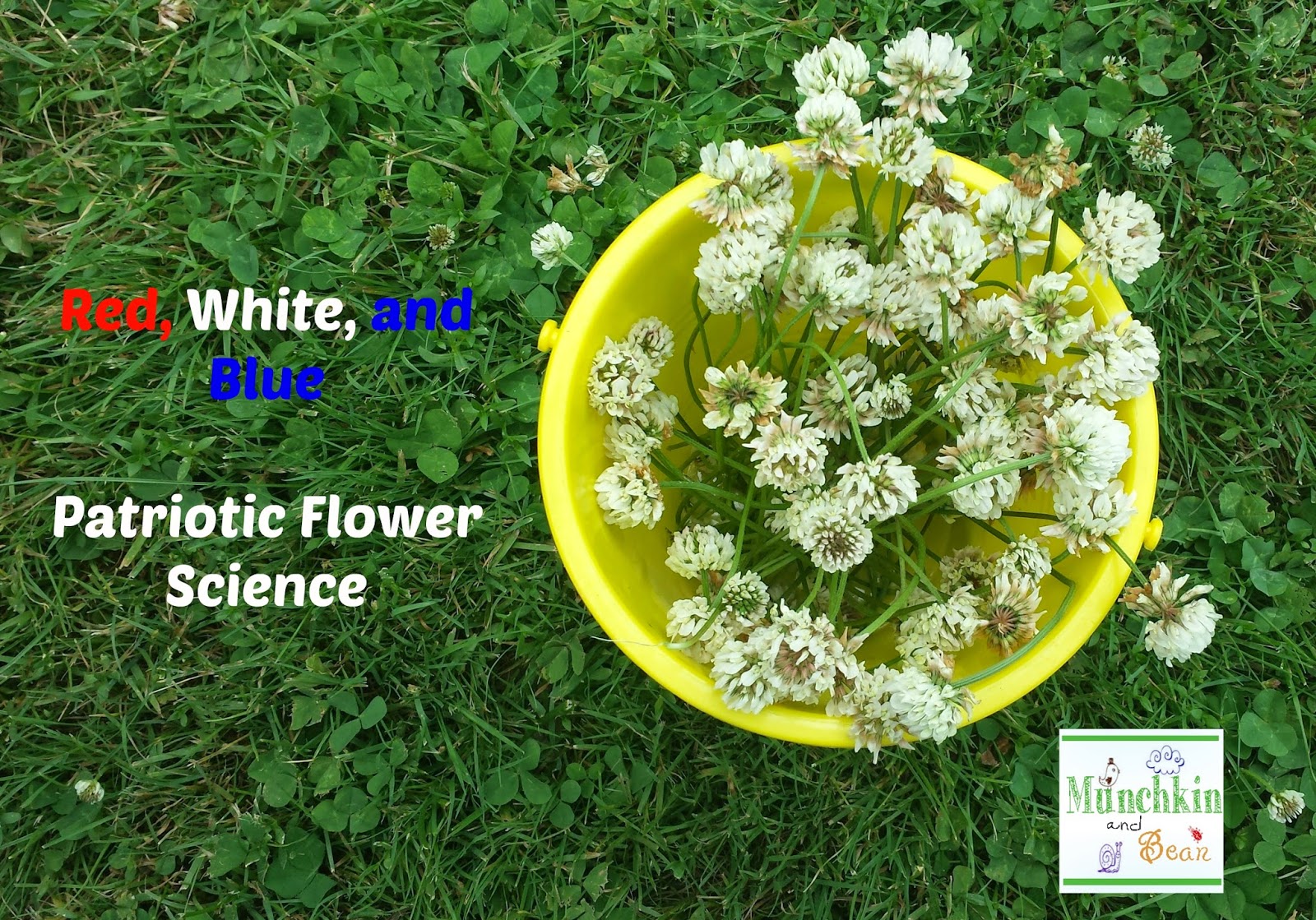 Munchkin and Bean: Patriotic Flower Science