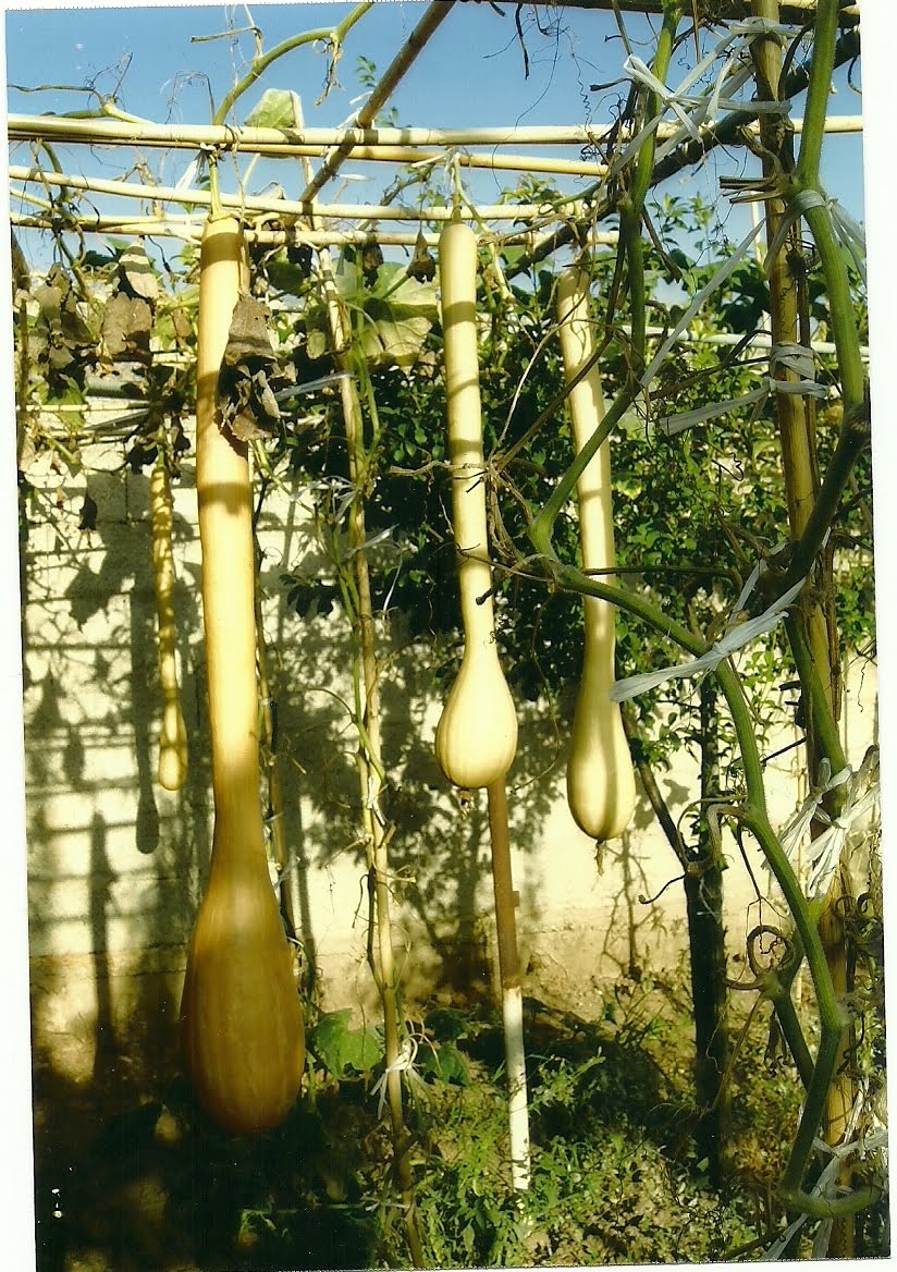 glossario agraria: cucurbitacee