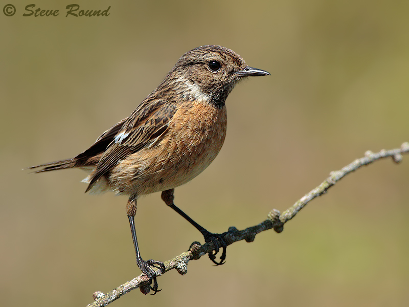 Steve Round Wildlife Photography: Chatting on the Moors