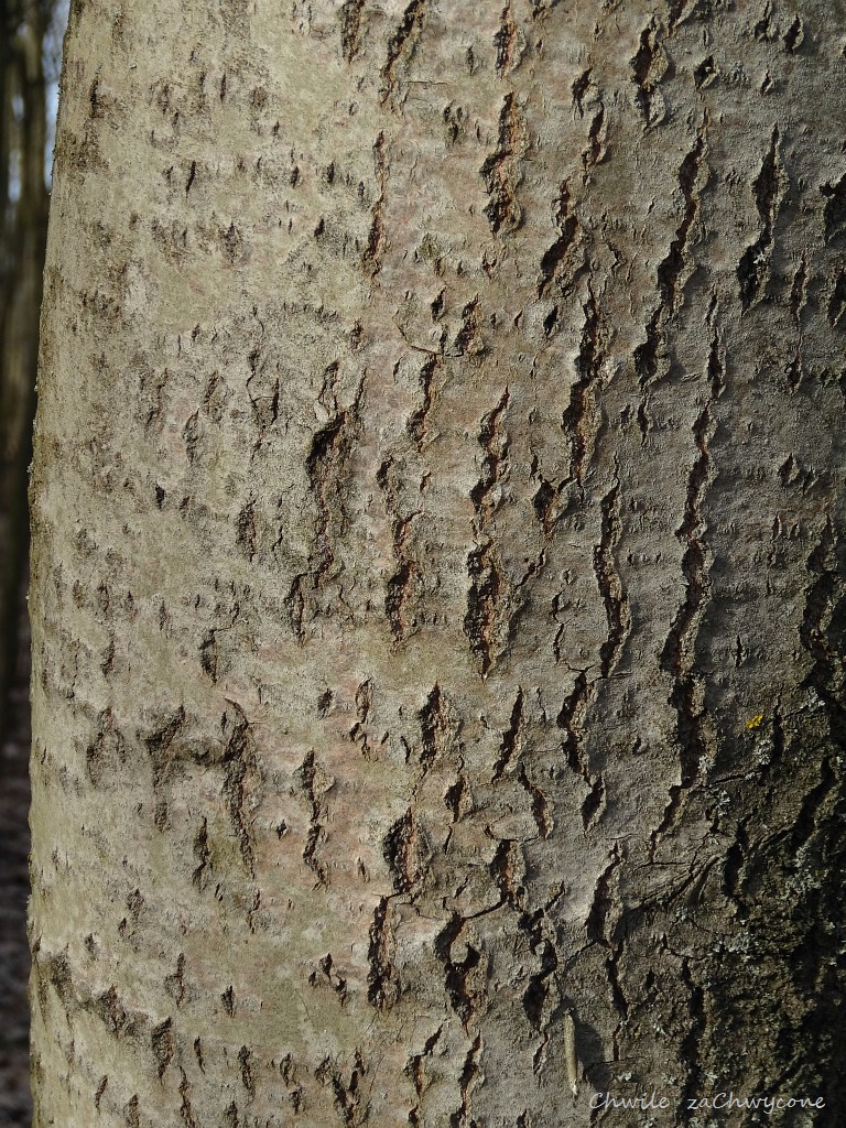 Chwile zaChwycone: Osika, topola drżąca