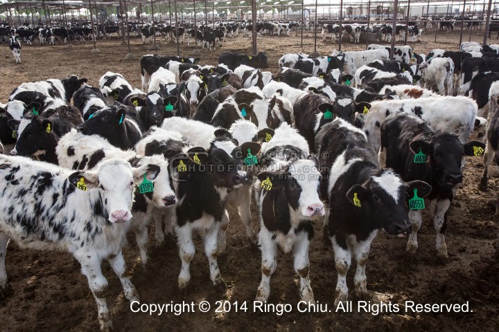 Ringo Chiu Photography: California Dairy Cattle
