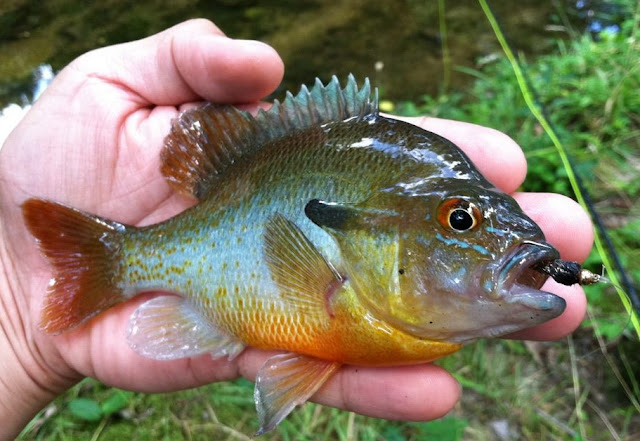 Angling Addict: Cats, Sunnies, a Long Paddle and some Flounder