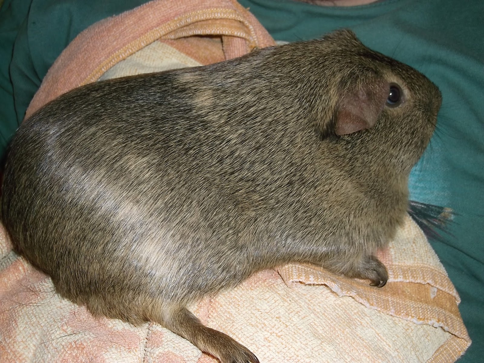 Undercover Guinea Pigs: A Piggy A-Z. A for Agouti.