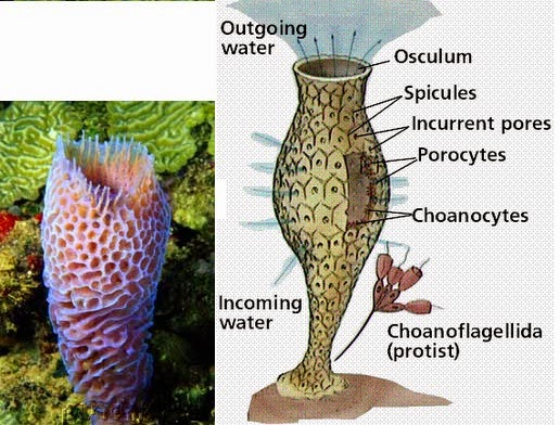 Aku Anak Indonesia: KEUNIKAN BUNGA KARANG