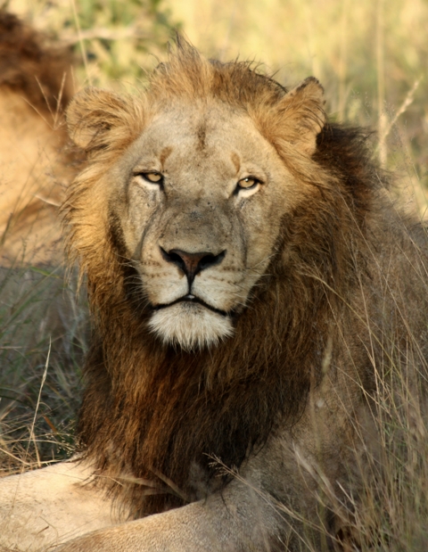 Greg Coates Photography: Lions
