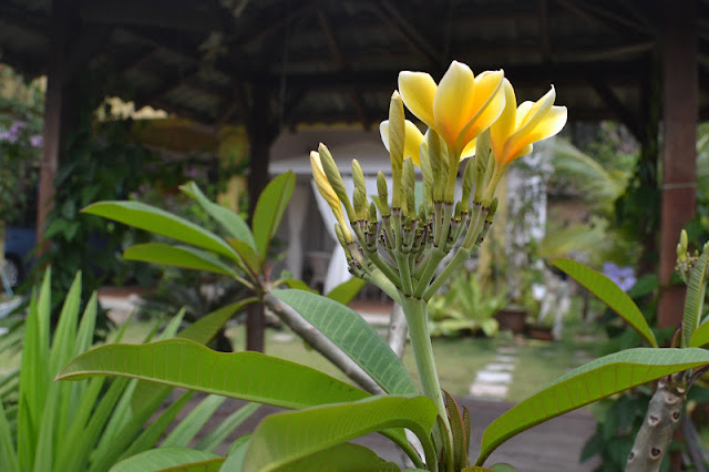 wanita itu aku: BUNGA BERBUNGA.