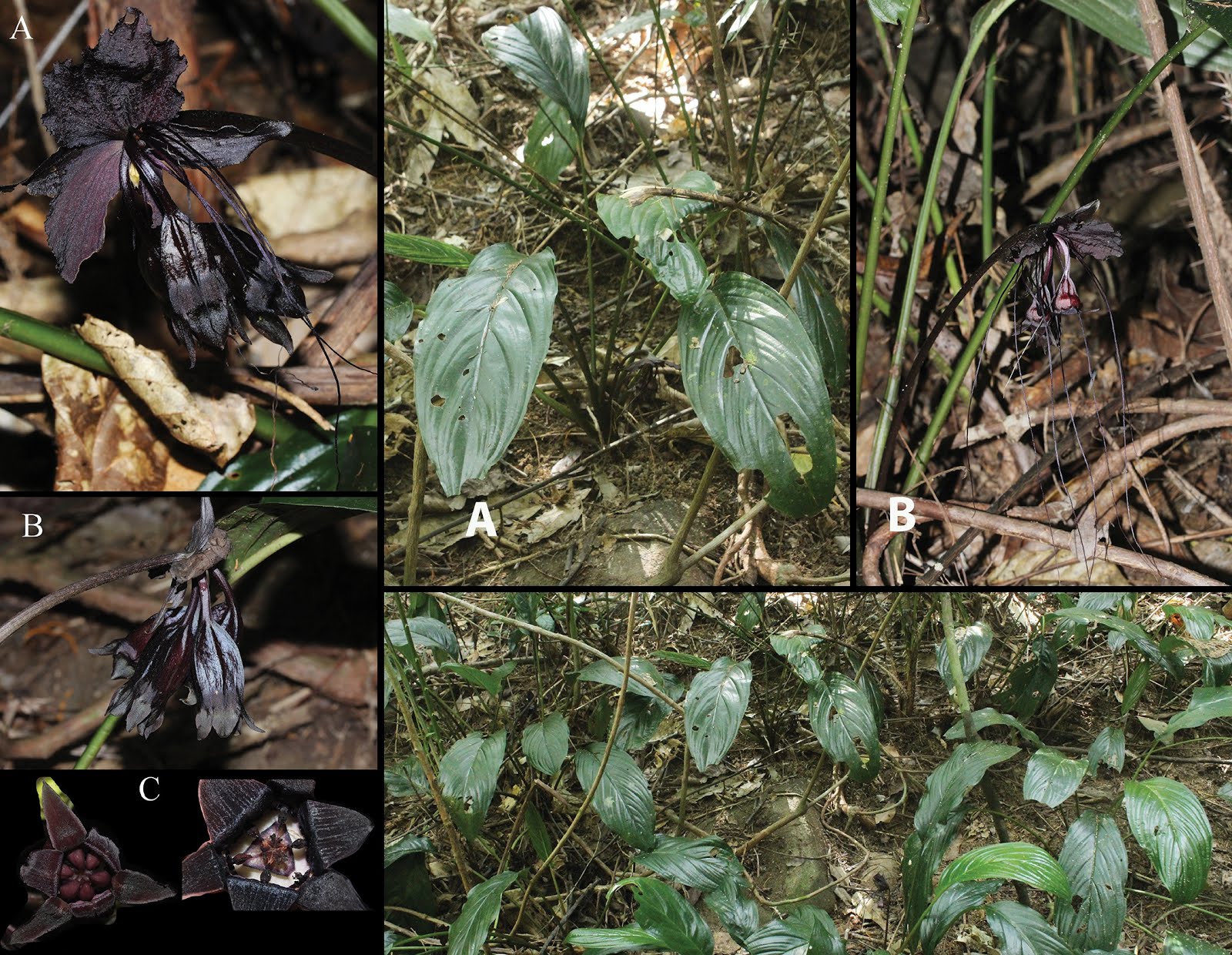 Species New to Science: [Botany • 2018] Tacca khanhhoaensis (Taccaceae ...