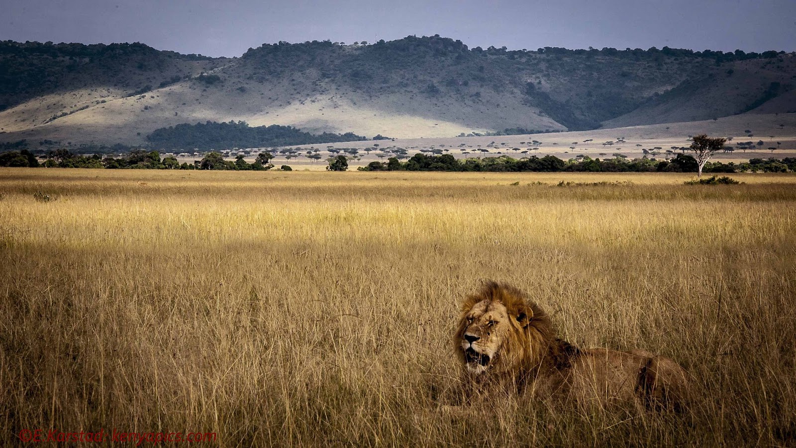 Elsen Karstad's 'Pic-A-Day Kenya': The Mara Triangle- Masai Mara, Kenya