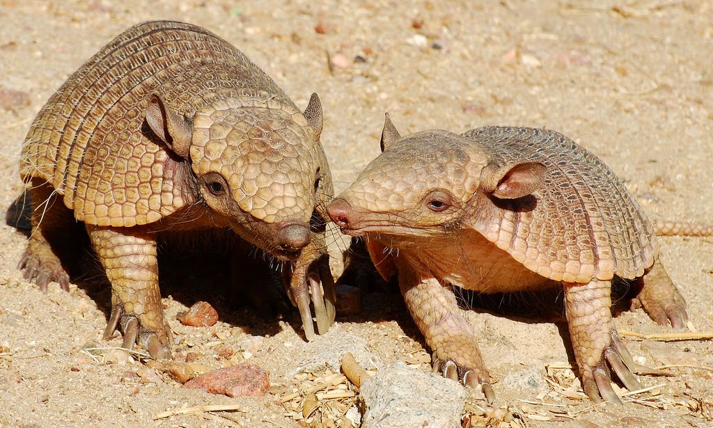 Artigo: Mating behavior of the six-banded armadillo Euphractus ...