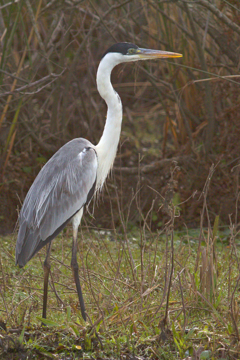 mis fotos de aves: Ardea cocoi Garza Mora Cocoi Heron
