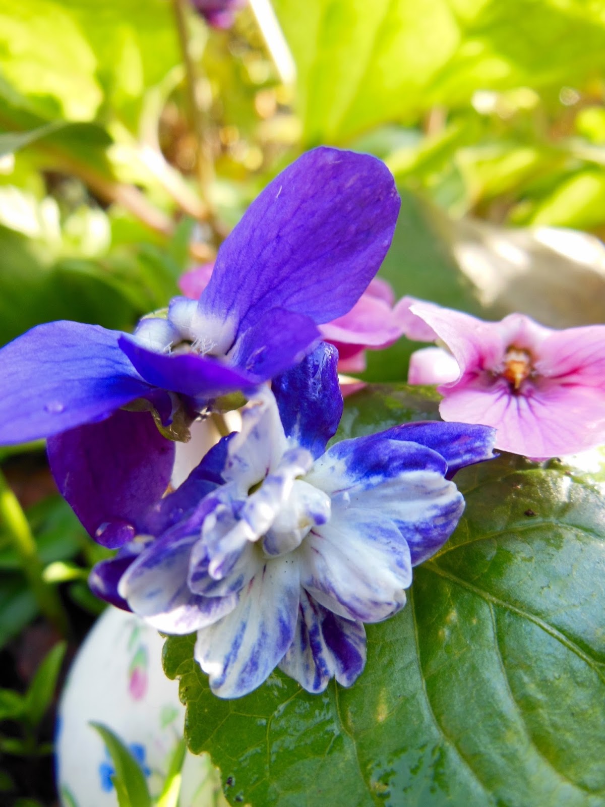 An angel in the garden: The Memory of Violets