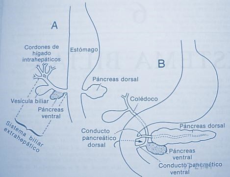 DR. JUAN HERNÁNDEZ ORDUÑA. : ANATOMÍA DE VÍAS BILIARES EXTRAHEPÁTICAS ...